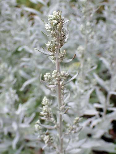 Artemisia ludoviciana | White Sagebrush | 150 Seeds