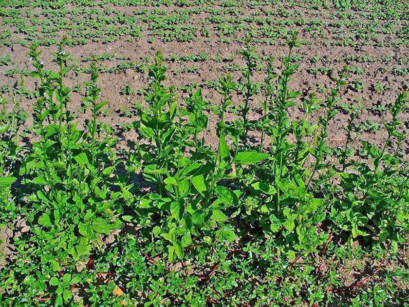 Lobelia inflata | Indian Tobacco | Puke Weed | 100 Seeds