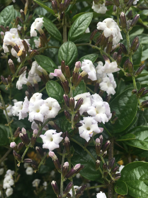 Duranta erecta Alba | White Skyflower | 10 Seeds