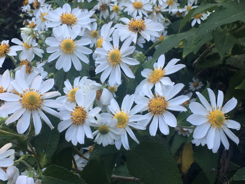 Montanoa grandiflora | Giant Daisy Tree | 10 Seeds