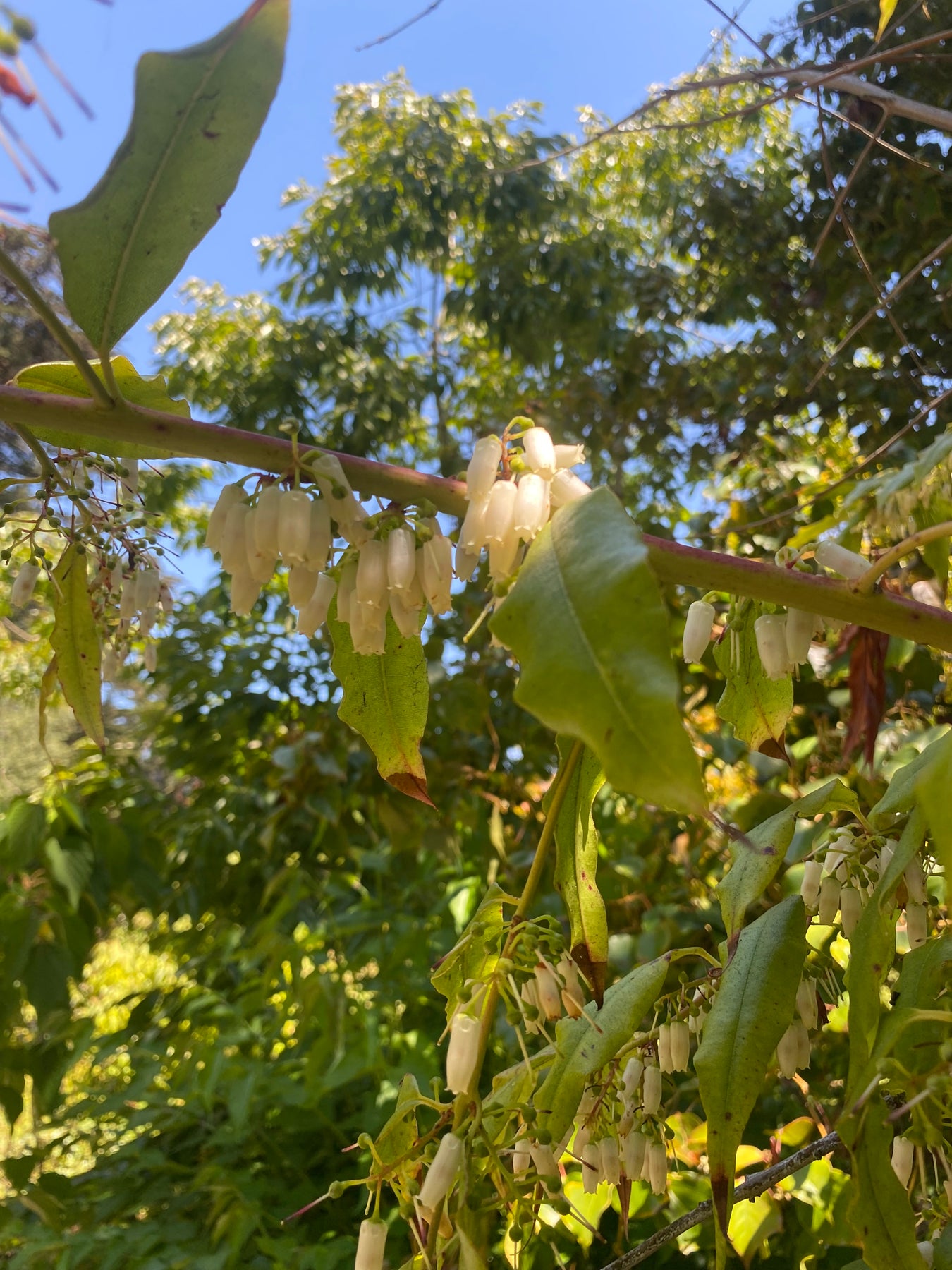 Agarista populifolia | Florida Hobblebush | 20 seeds