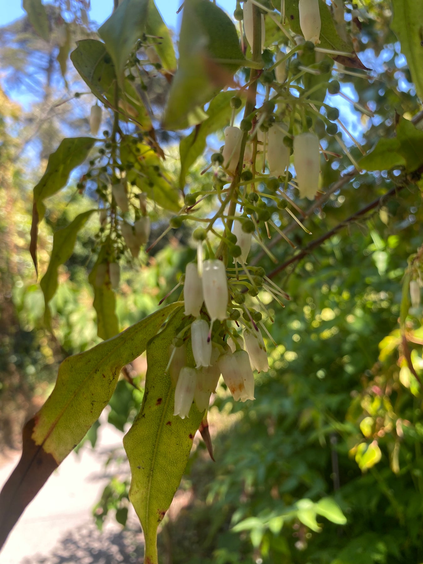 Agarista populifolia | Florida Hobblebush | 20 seeds