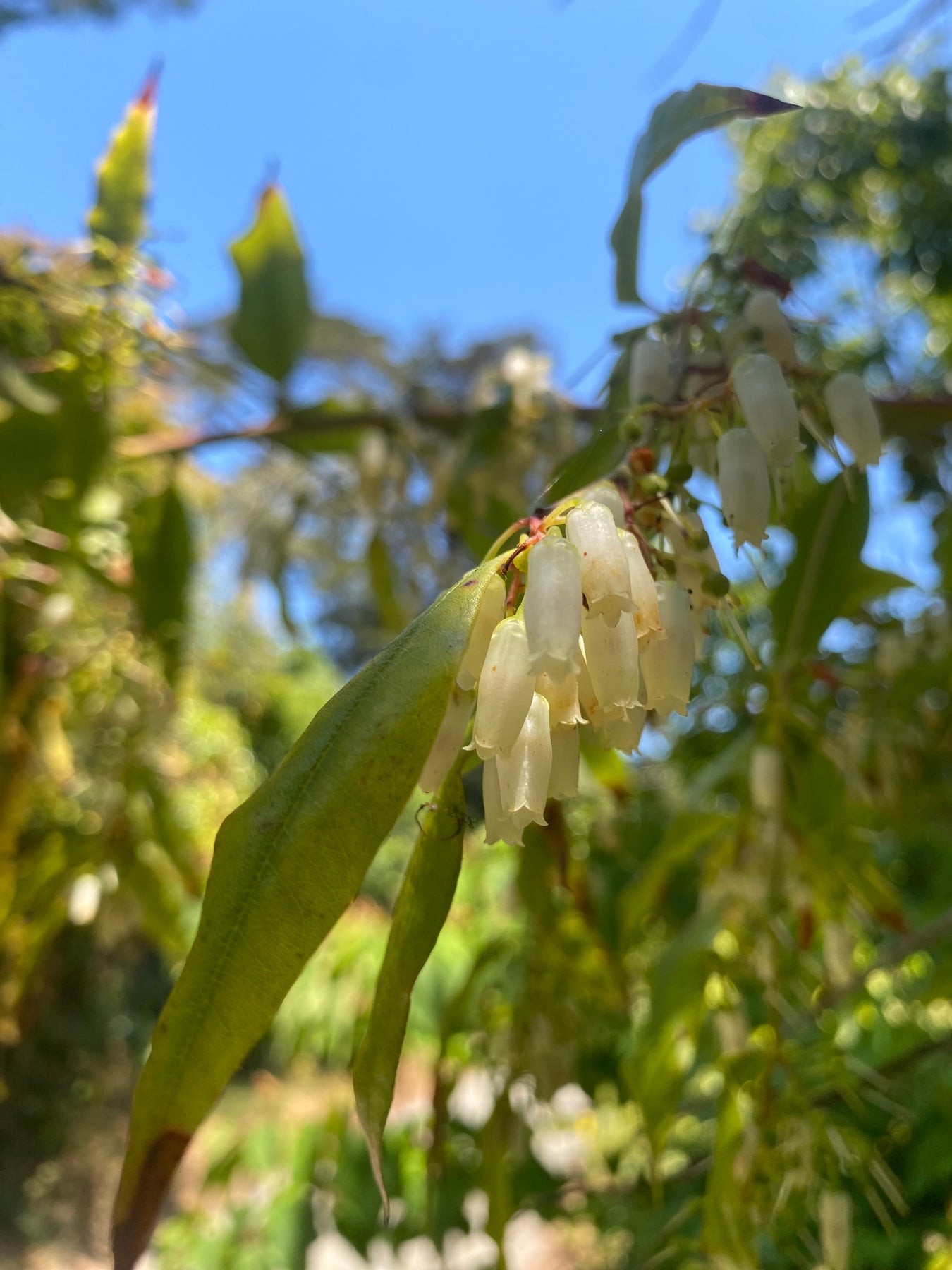Agarista populifolia | Florida Hobblebush | 20 seeds