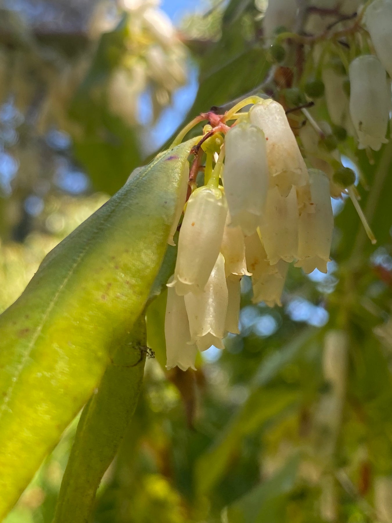 Agarista populifolia | Florida Hobblebush | 20 seeds