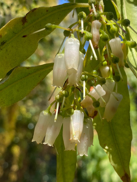 Agarista populifolia | Florida Hobblebush | 20 seeds