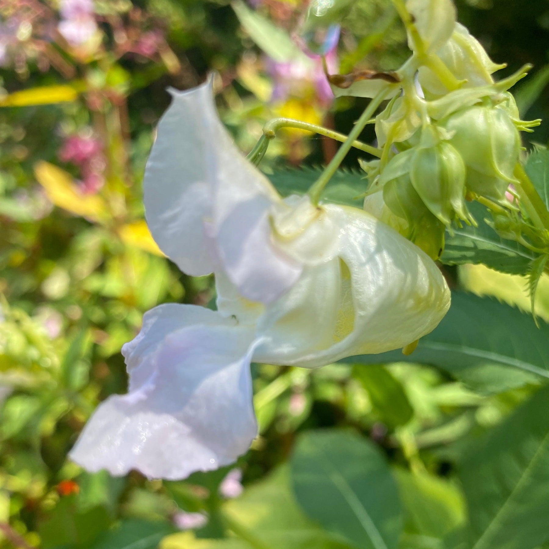 Impatiens glandulifera | White | Himalayan Balsam | 10 Seeds