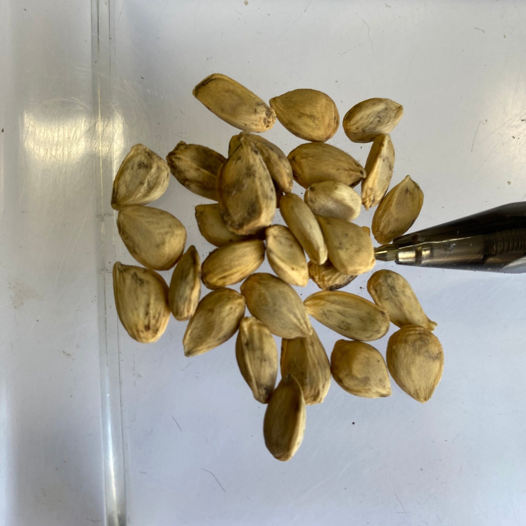 Citrus medica | Citron | 5 Seeds
