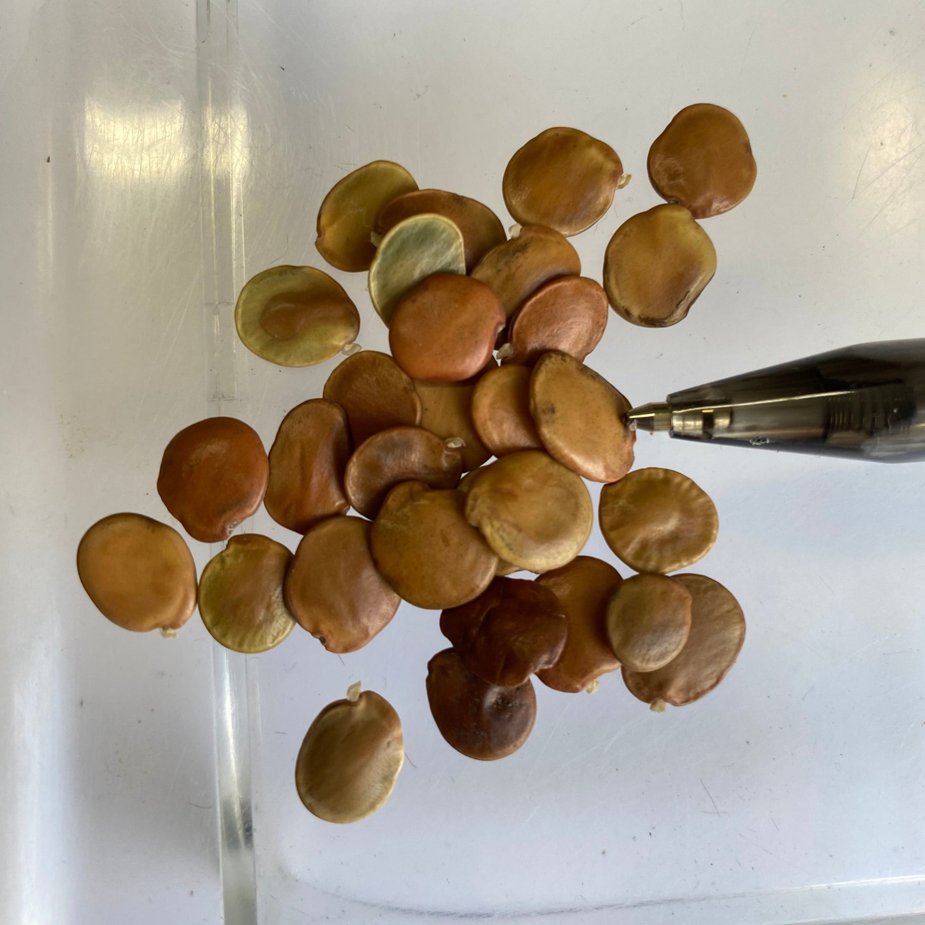 Gliricidia sepium | Quick Stick | 10 Seeds