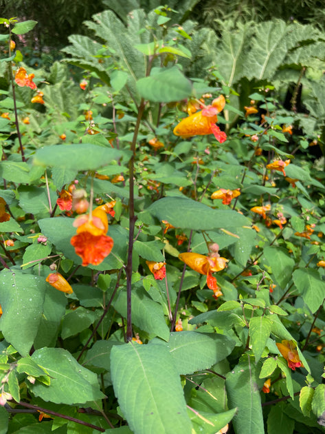 Impatiens capensis | Jewelweed | 10 Seeds