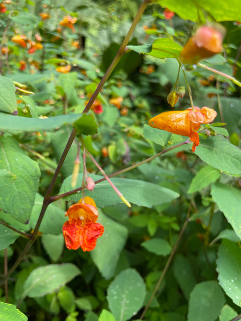 Impatiens capensis | Jewelweed | 10 Seeds