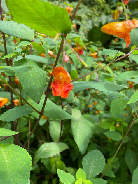 Impatiens capensis | Jewelweed | 10 Seeds