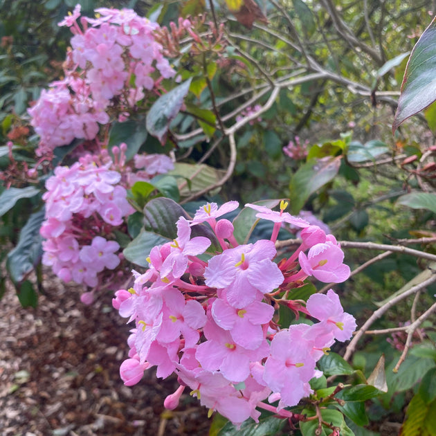 Luculia gratissima | Pink Swa | 50 Seeds