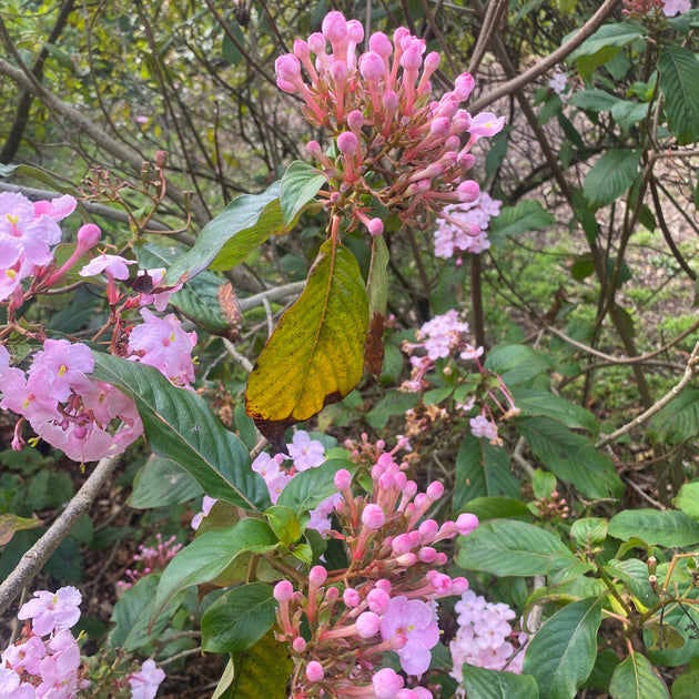 Luculia gratissima | Pink Swa | 50 Seeds