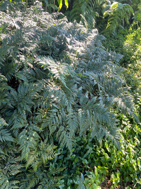 Rumohra adiantiformis | Leatherleaf Fern | 100 Spores
