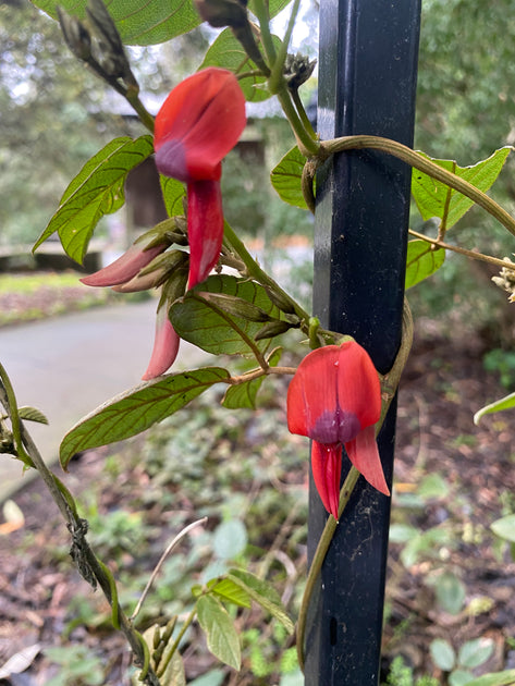 Kennedia rubicunda | Dusky Coral Pea | 10 Seeds