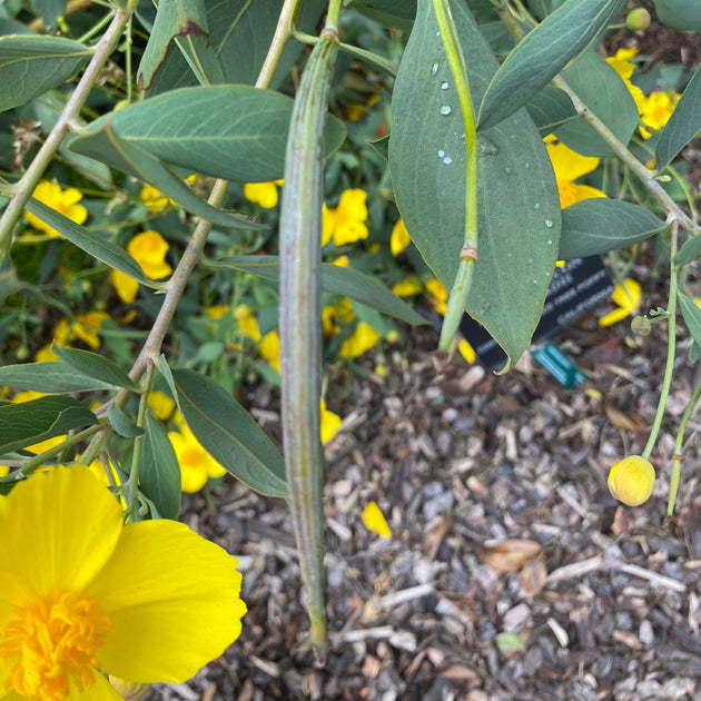 Dendromecon harfordii | Channel Island Tree Poppy | 5 Seeds