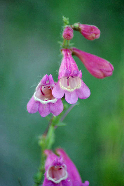 Penstemon clutei | Sunset Crater Beardtongue | 10 Seeds