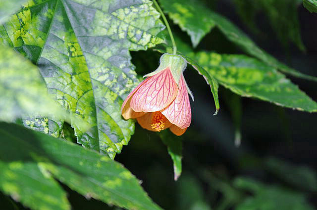 Abutilon pictum | Pink Chinese Lantern | 5 Seeds
