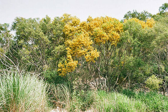 Acacia confusa | Small Philippine Acacia | 15 seeds