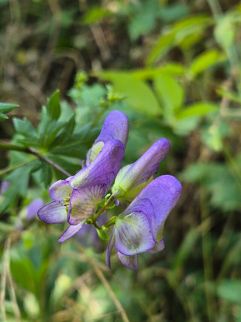Aconitum variegatum | Variegated Monkshood | 10 Seeds