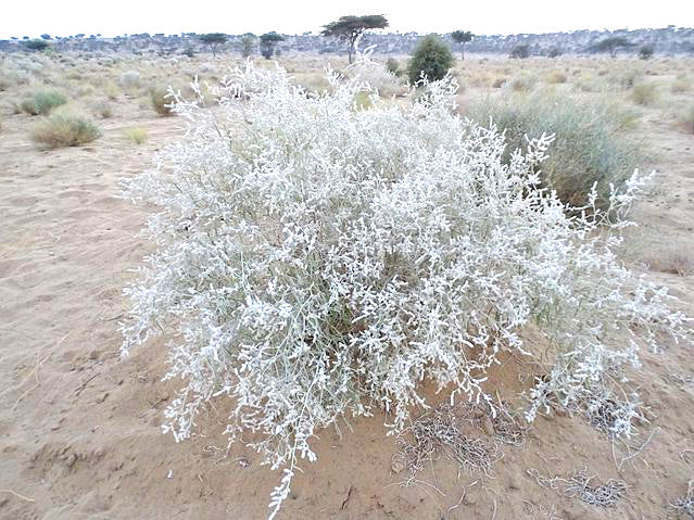Aerva javanica | Desert Cotton | 20 Seeds
