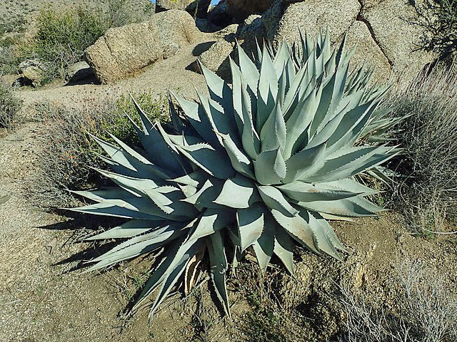 Agave deserti | Desert Agave | 10 Seeds