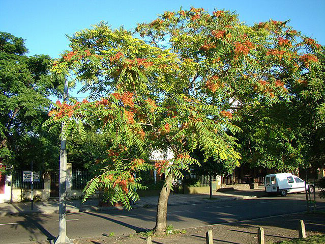 Ailanthus altissima | Tree of Heaven | 20 Seeds