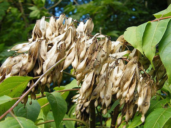 Ailanthus altissima | Tree of Heaven | 20 Seeds