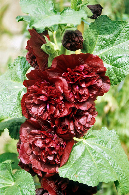 Alcea rosea | Chaters Chestnut Brown | 20 Seeds