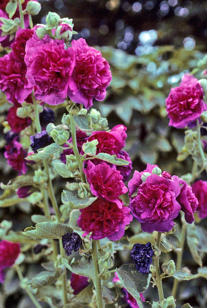Alcea rosea | Chater's Double Violet | 20 Seeds