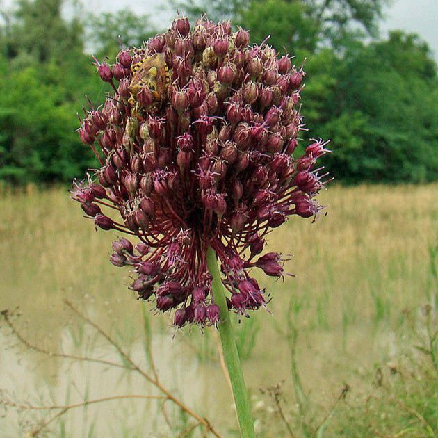 Allium atroviolaceum | Dark Purple Onion | 10 Seeds