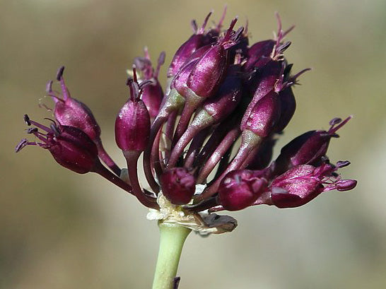Allium atroviolaceum | Dark Purple Onion | 10 Seeds