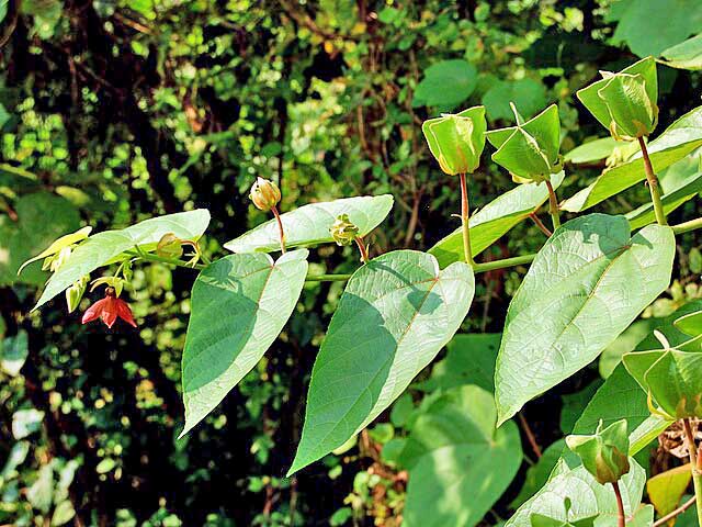 Abroma augusta | Devil's Cotton | 20 Seeds