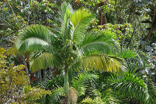 Archontophoenix alexandrae | King Palm | 10 Seeds