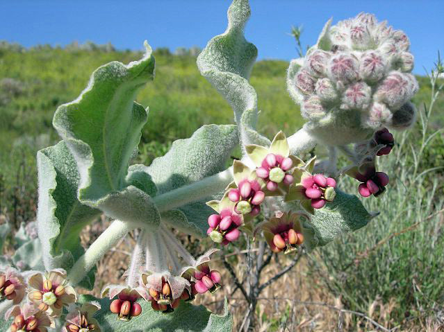Asclepias californica | California Milkweed | 5 Seeds