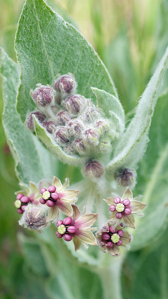 Asclepias californica | California Milkweed | 5 Seeds