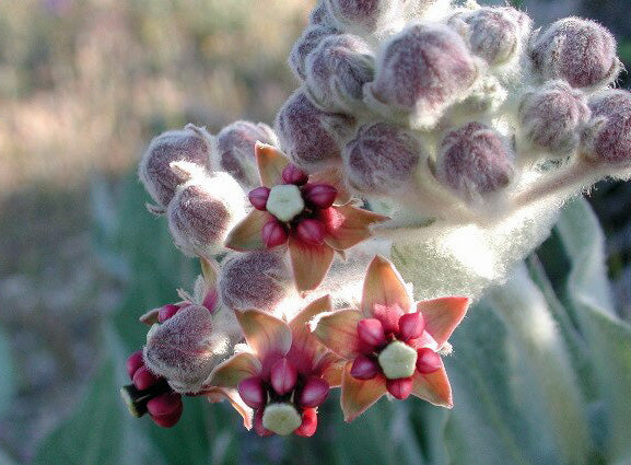 Asclepias californica | California Milkweed | 5 Seeds