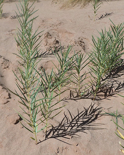 Asclepias labriformis | Utah Milkweed | 5 Seeds