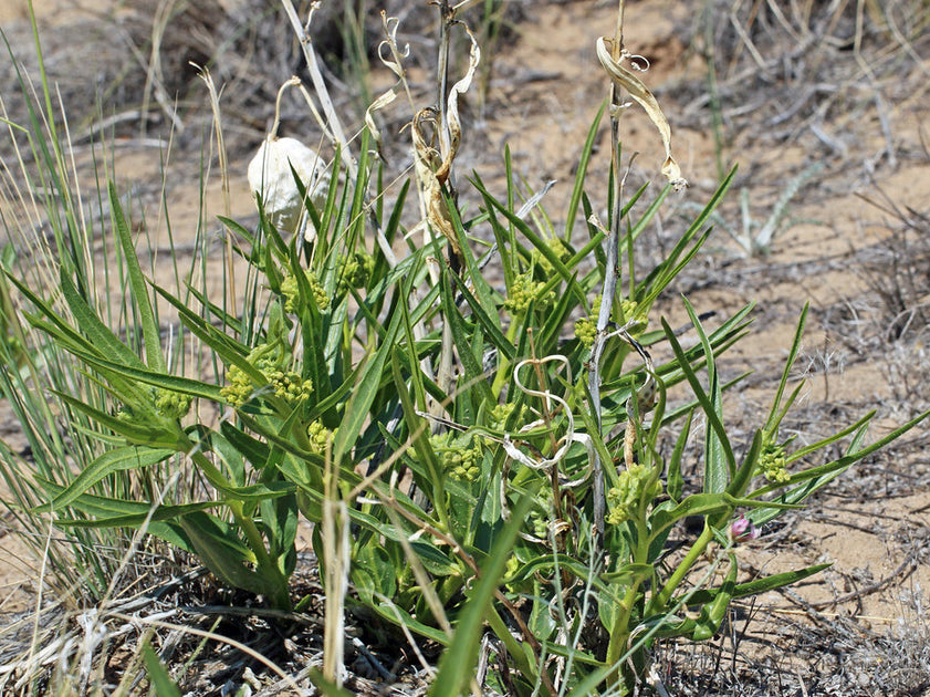 Asclepias labriformis | Utah Milkweed | 5 Seeds
