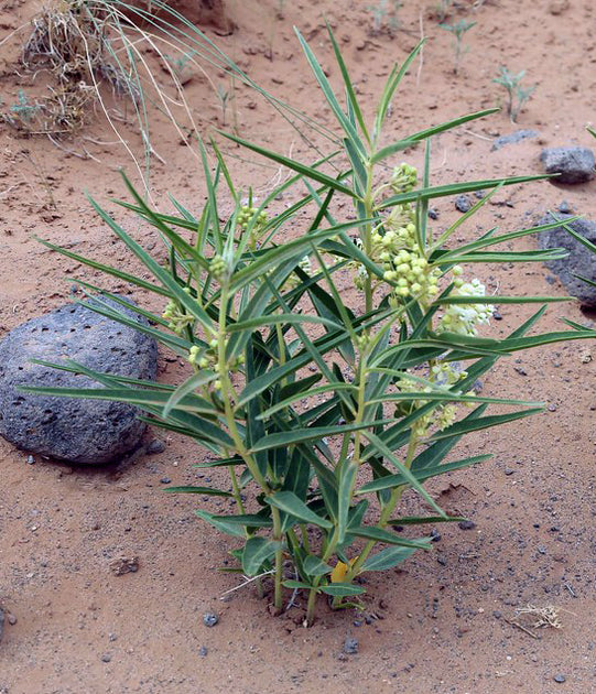 Asclepias labriformis | Utah Milkweed | 5 Seeds