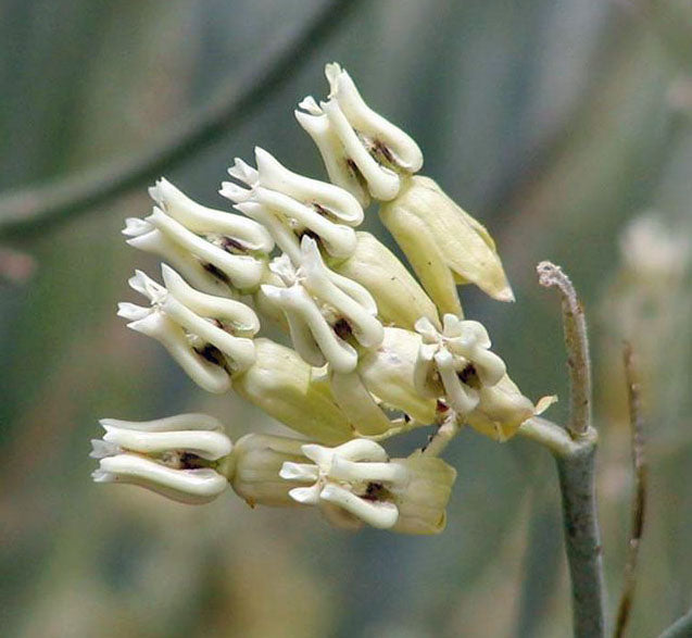 Asclepias subulata | Rush Milkweed | 10 Seeds