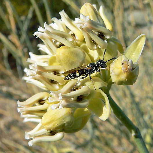 Asclepias subulata | Rush Milkweed | 10 Seeds