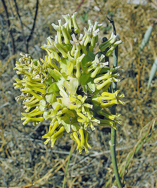 Asclepias subulata | Rush Milkweed | 10 Seeds