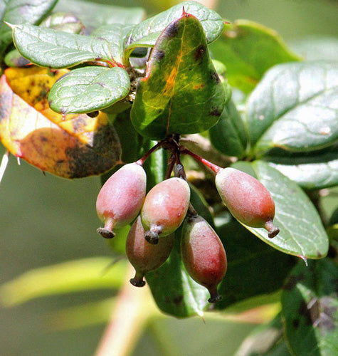Berberis aristata | Indian Barberry | Tree Turmeric | 10 Seeds