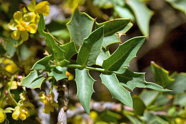 Berberis haematocarpa | Red Barberry | 10 Seeds