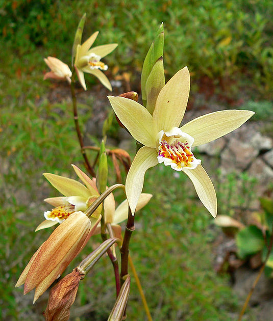 Bletilla ochracea | Chinese Ground Orchid | 50 Seeds