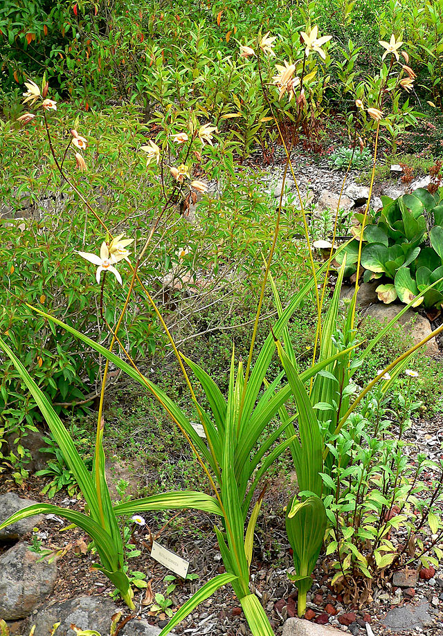 Bletilla ochracea | Chinese Ground Orchid | 50 Seeds