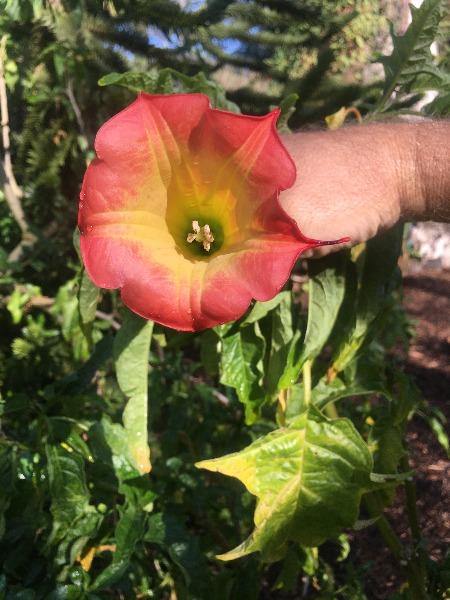 Brugmansia sanguinea Plant | Red Angels Trumpet | Quart Pot