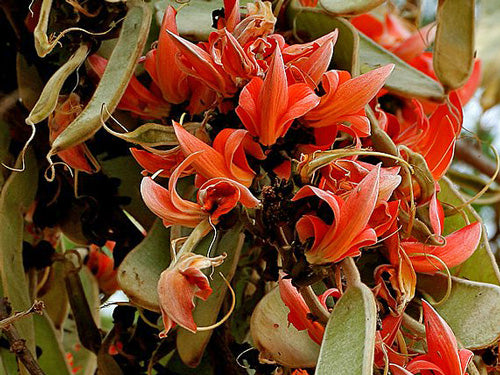 Butea monosperma | Flame of the Forest | 5 Seeds