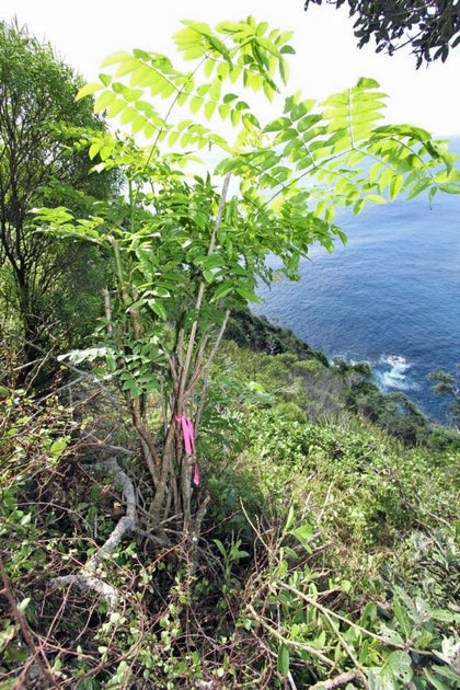 Caesalpinia bonduc | Bonduc Nut | 5 Seeds